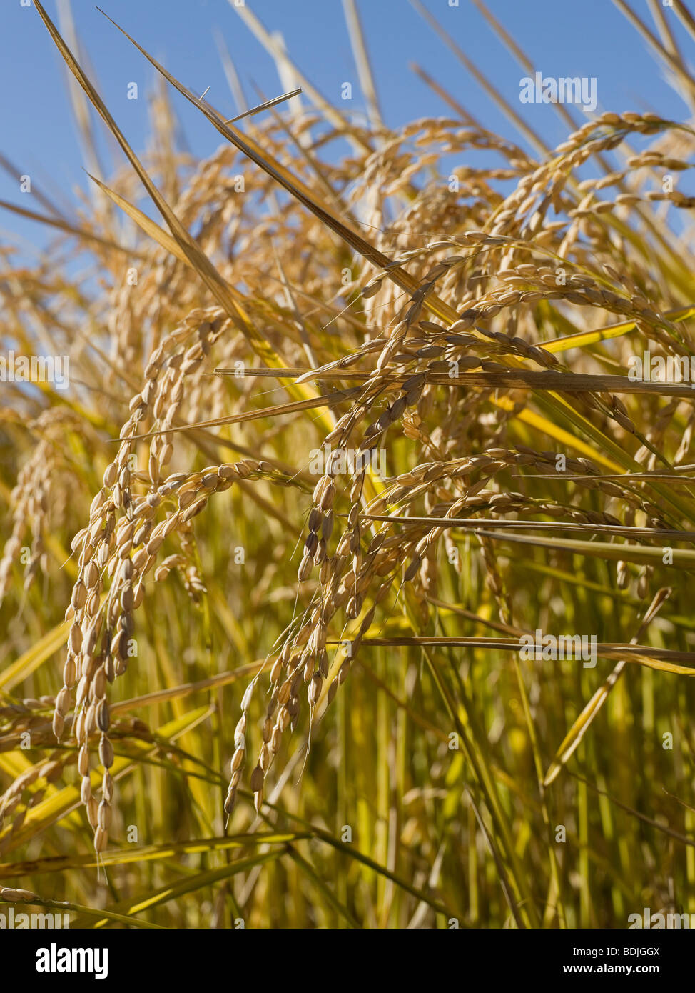 Rice Crop Ready for Harvest, Australia Stock Photo - Alamy