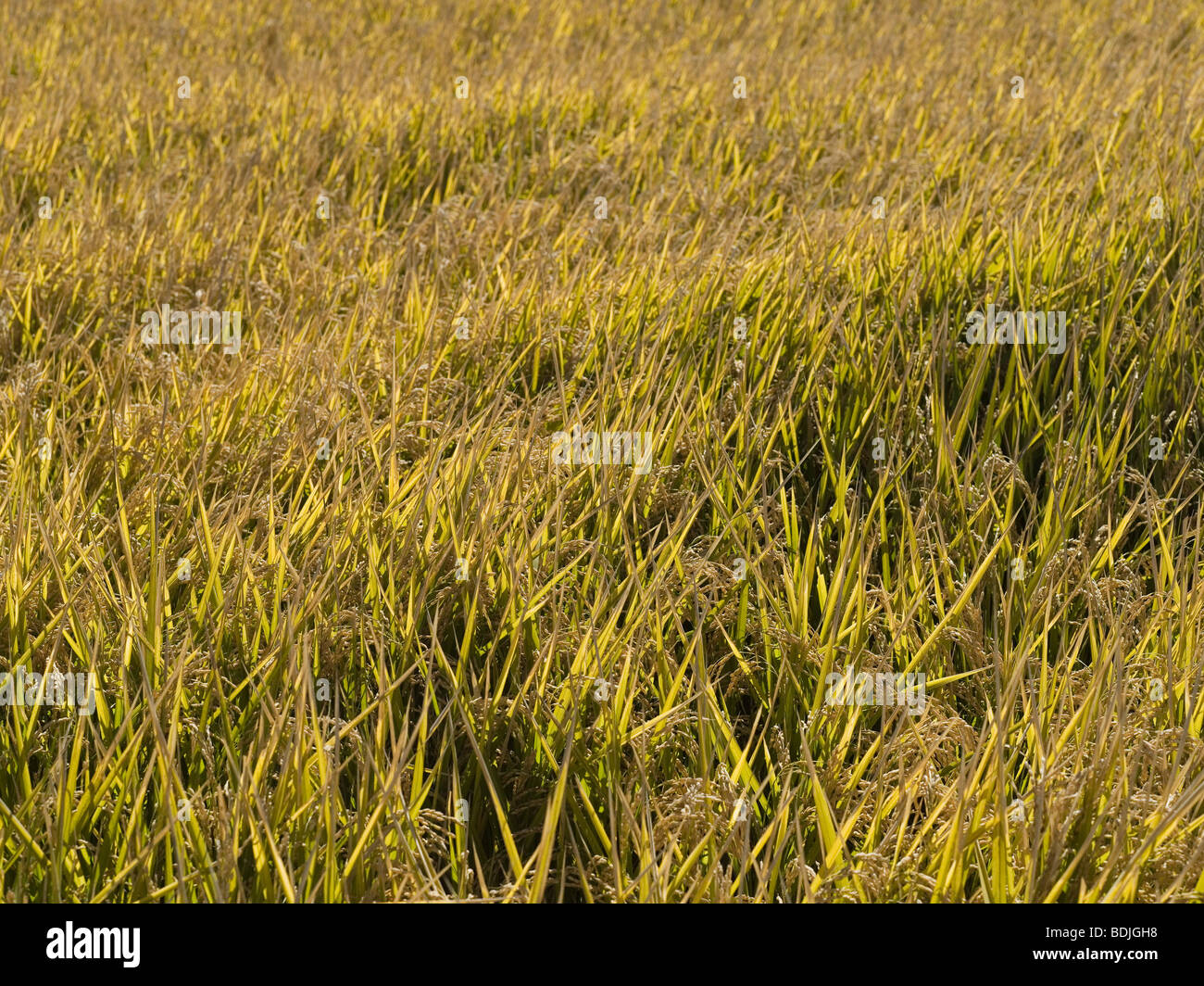 Rice Crop High Resolution Stock Photography and Images - Alamy
