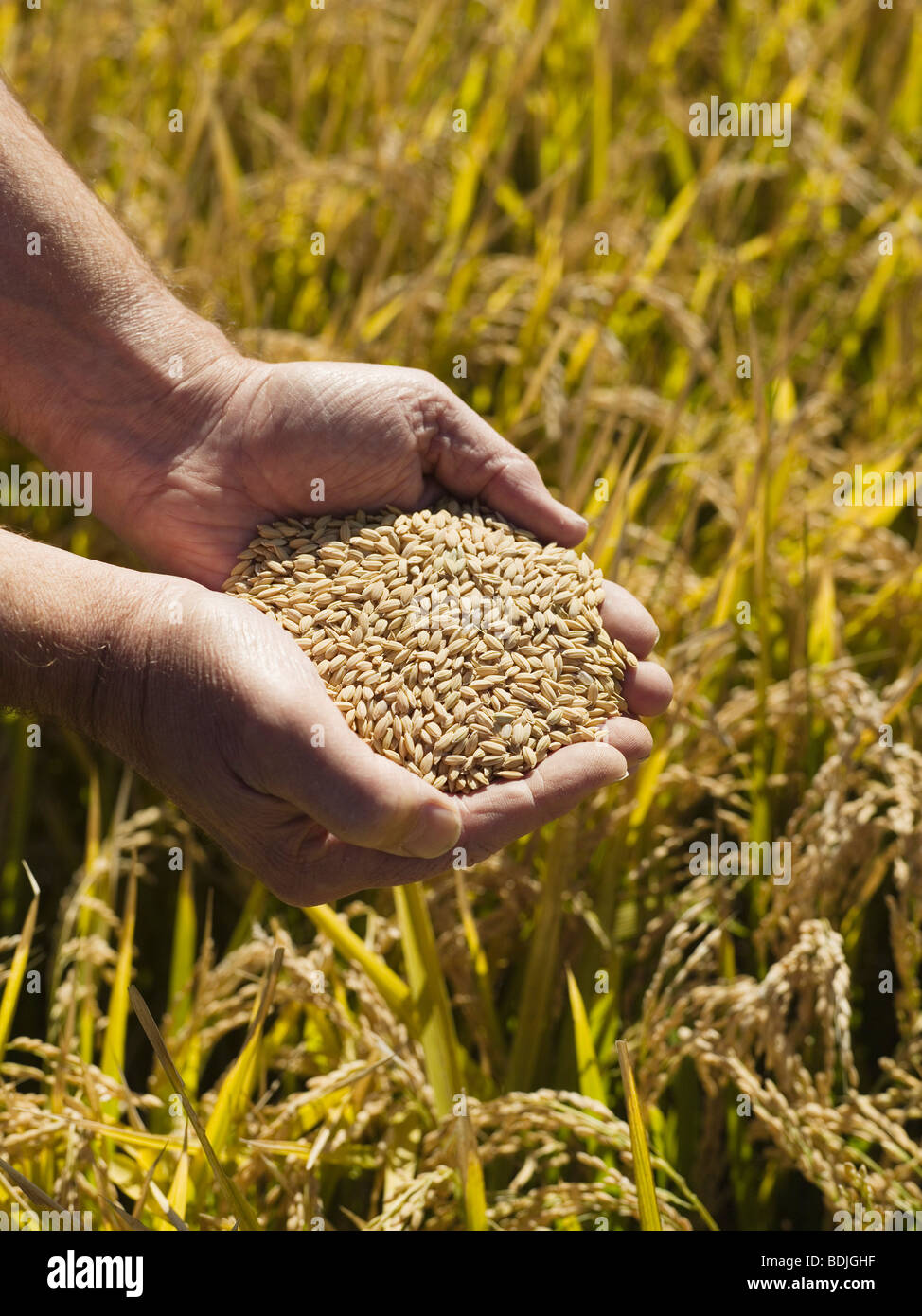 Hands Holding Rice, Crop Ready for Harvest, Australia Stock Photo - Alamy