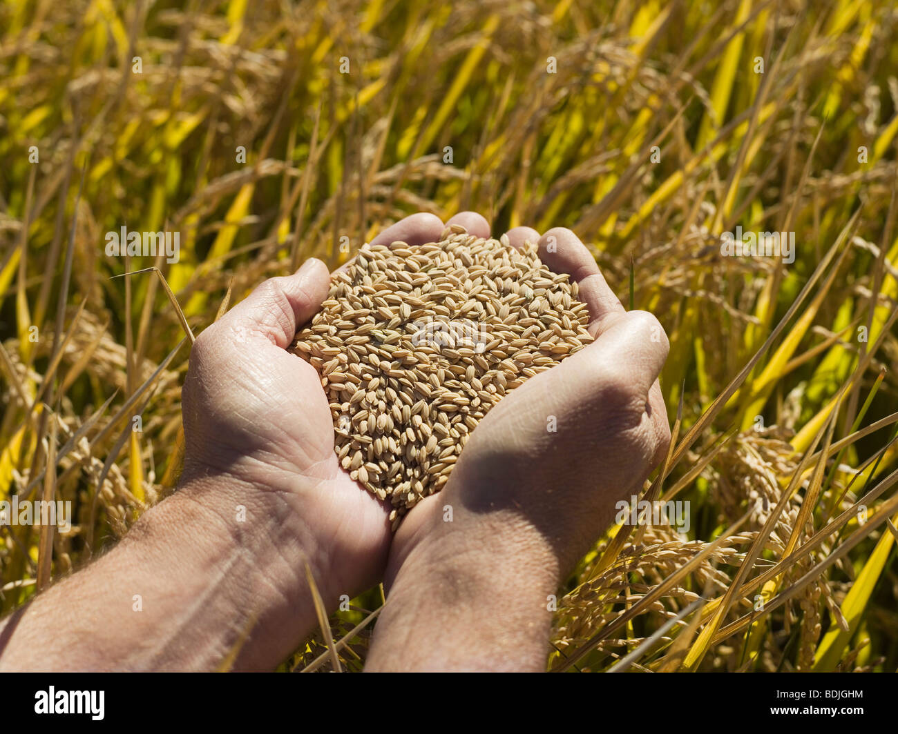Hands Holding Rice, Crop Ready for Harvest, Australia Stock Photo - Alamy