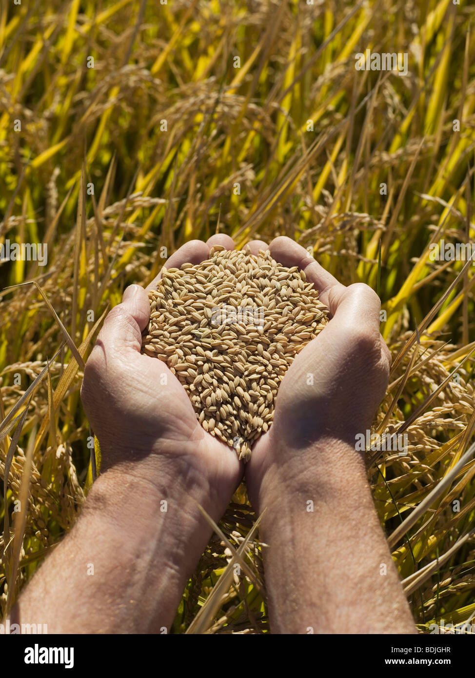 Hands Holding Rice, Crop Ready for Harvest, Australia Stock Photo - Alamy