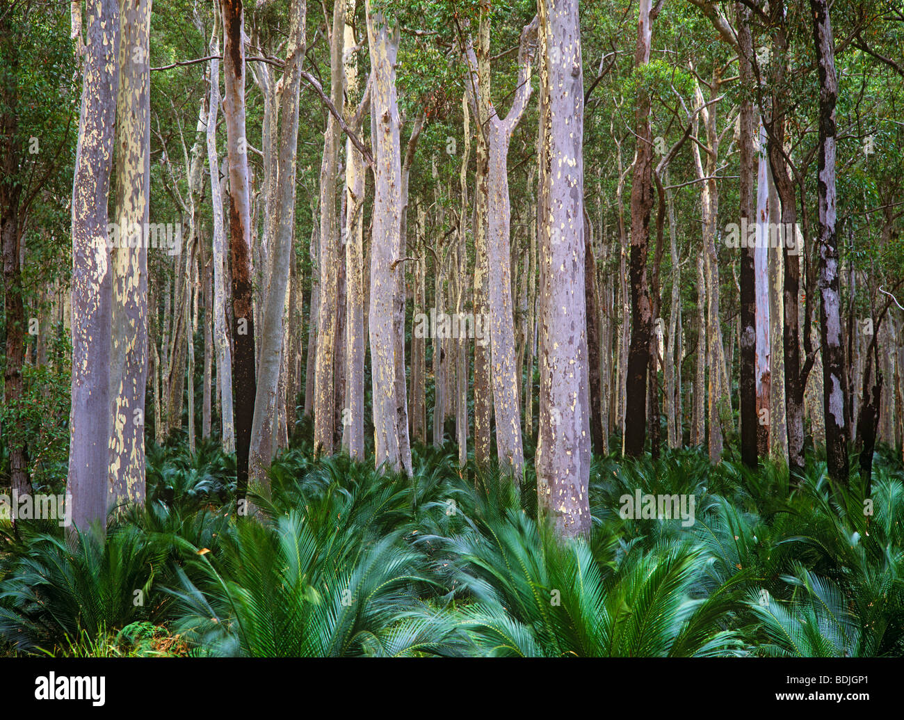 Tree australia forest park hi-res stock photography and images - Alamy