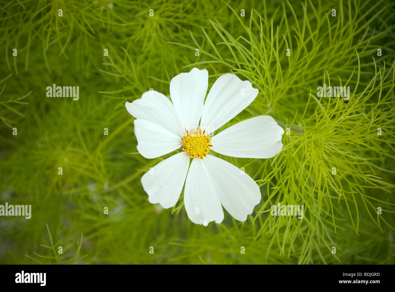Daisy like flowers Stock Photo - Alamy