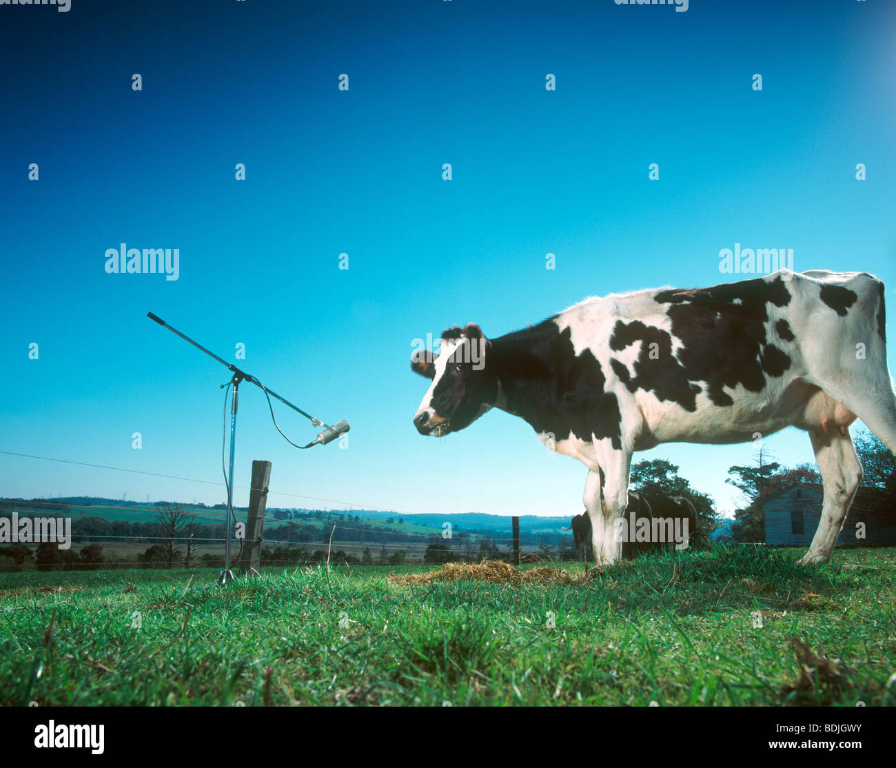Australian dairy cow hi-res stock photography and images - Alamy