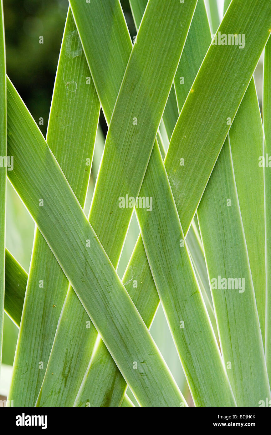 Plant with Long Crossed Leaves Stock Photo - Alamy