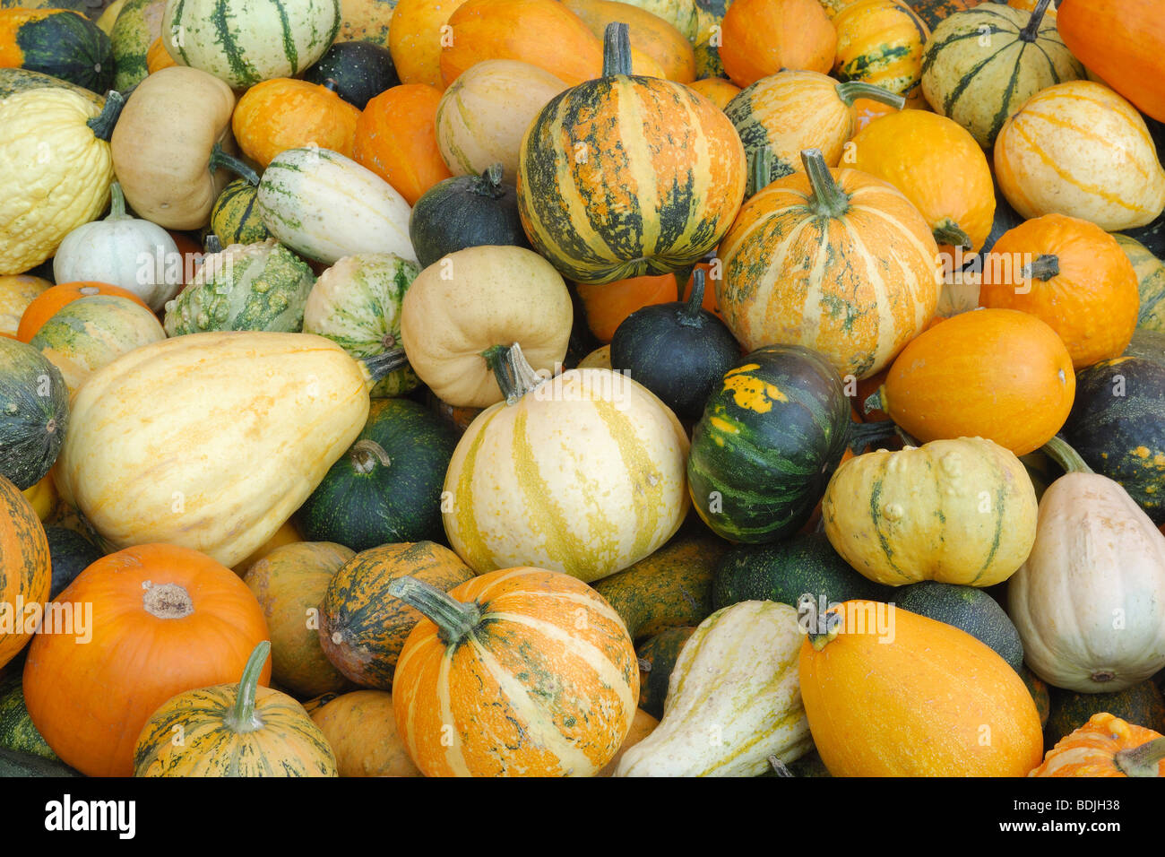 Pumpkins and Gourds Stock Photo - Alamy