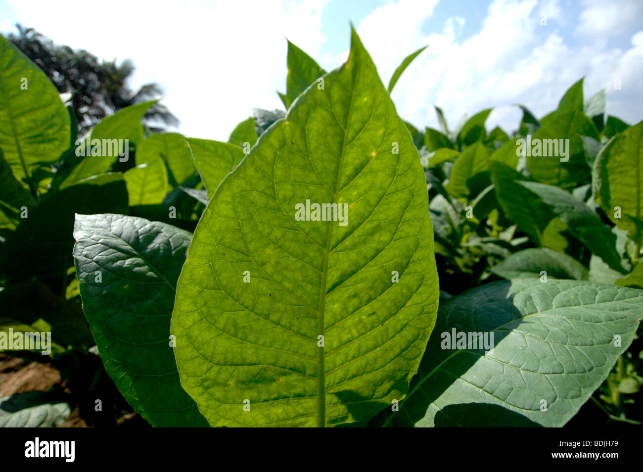 Tobacco leaves in plantation. Cuba Stock Photo - Alamy