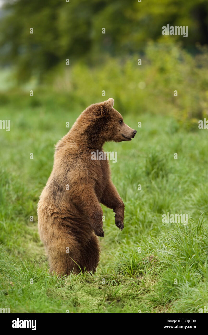 Brown bear standing on hind legs hi-res stock photography and images ...