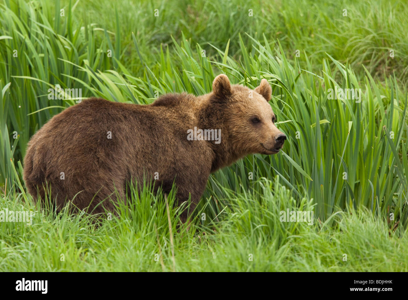 Bear profile hi-res stock photography and images - Alamy