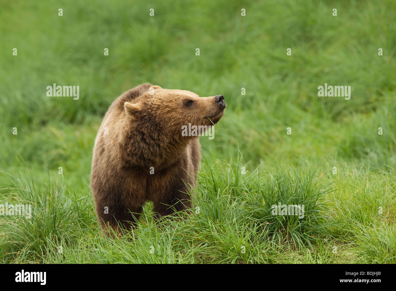 Bear sniffing hi-res stock photography and images - Alamy