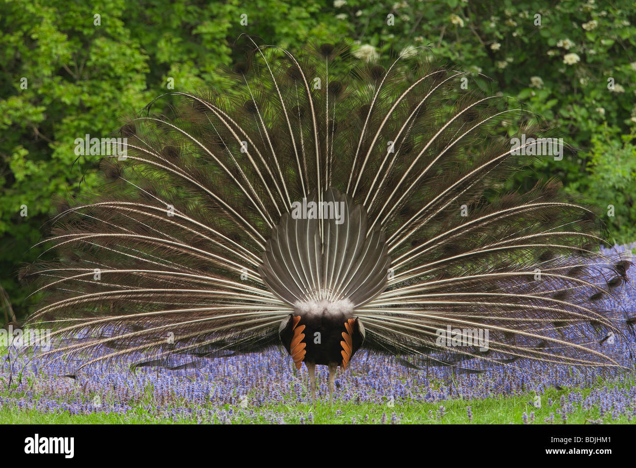 Back View of Peacock Stock Photo - Alamy