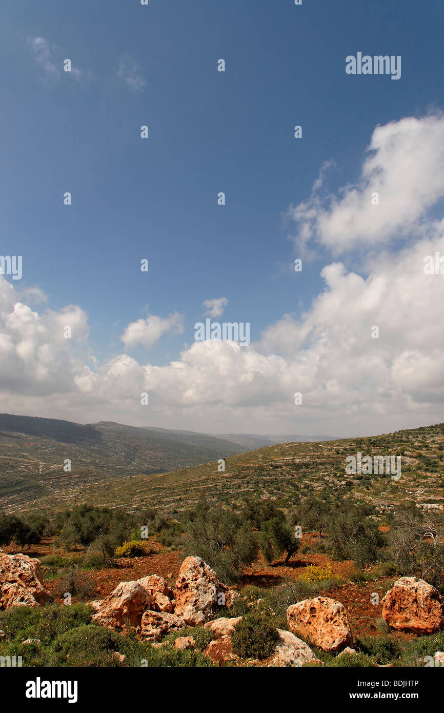 Samaria, Olive trees near Barkan Stock Photo - Alamy