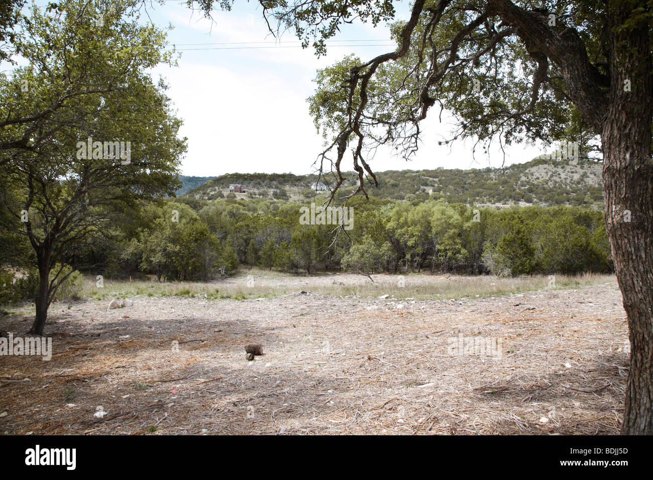 Trees in Field, Sattler, Texas, USA Stock Photo - Alamy