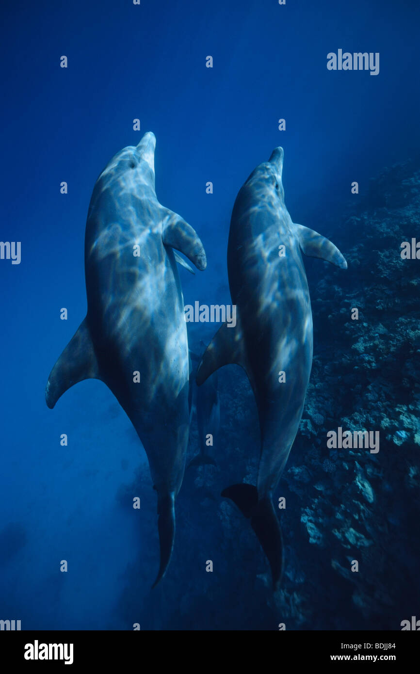 Egyptian underwater marine life hi-res stock photography and images - Alamy