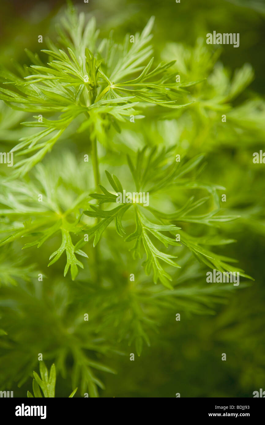 Close-up of Plant Stock Photo - Alamy