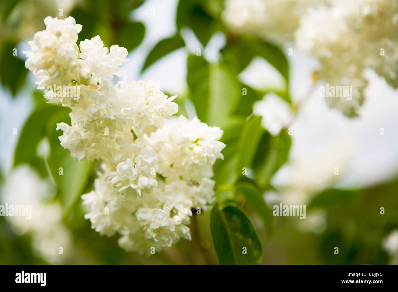Closeup shot lilacs hi-res stock photography and images - Alamy