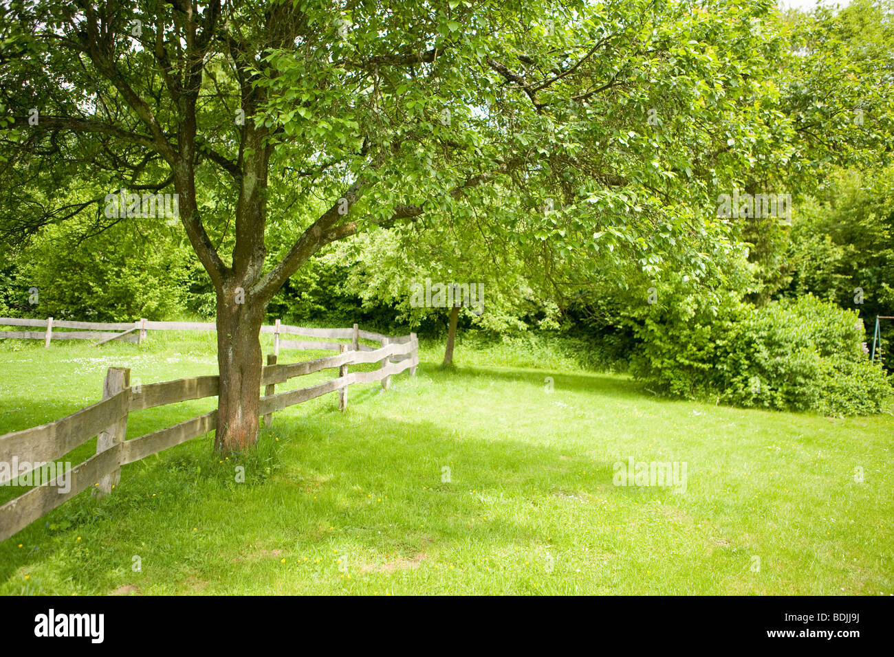 Fence and Tree in Field Stock Photo - Alamy