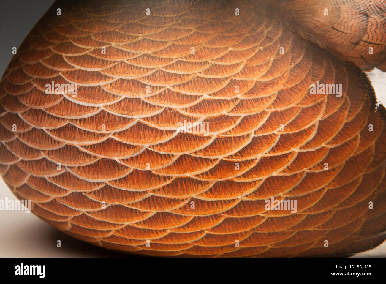 Duck feather pattern hi-res stock photography and images - Alamy