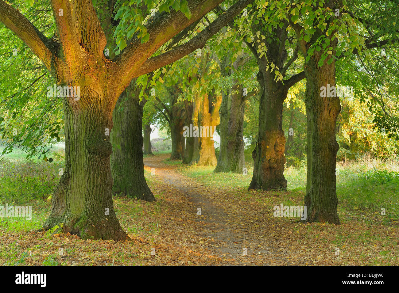 Pathway through tree lined park hi-res stock photography and images - Alamy