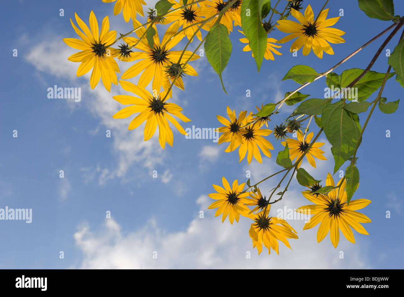 Jerusalem blue flower hi-res stock photography and images - Alamy