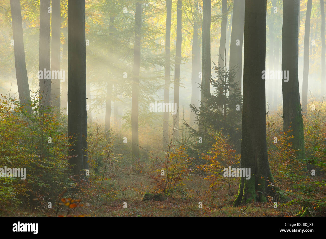 Sunbeams through Forest, Spessart, Bavaria, Germany Stock Photo - Alamy