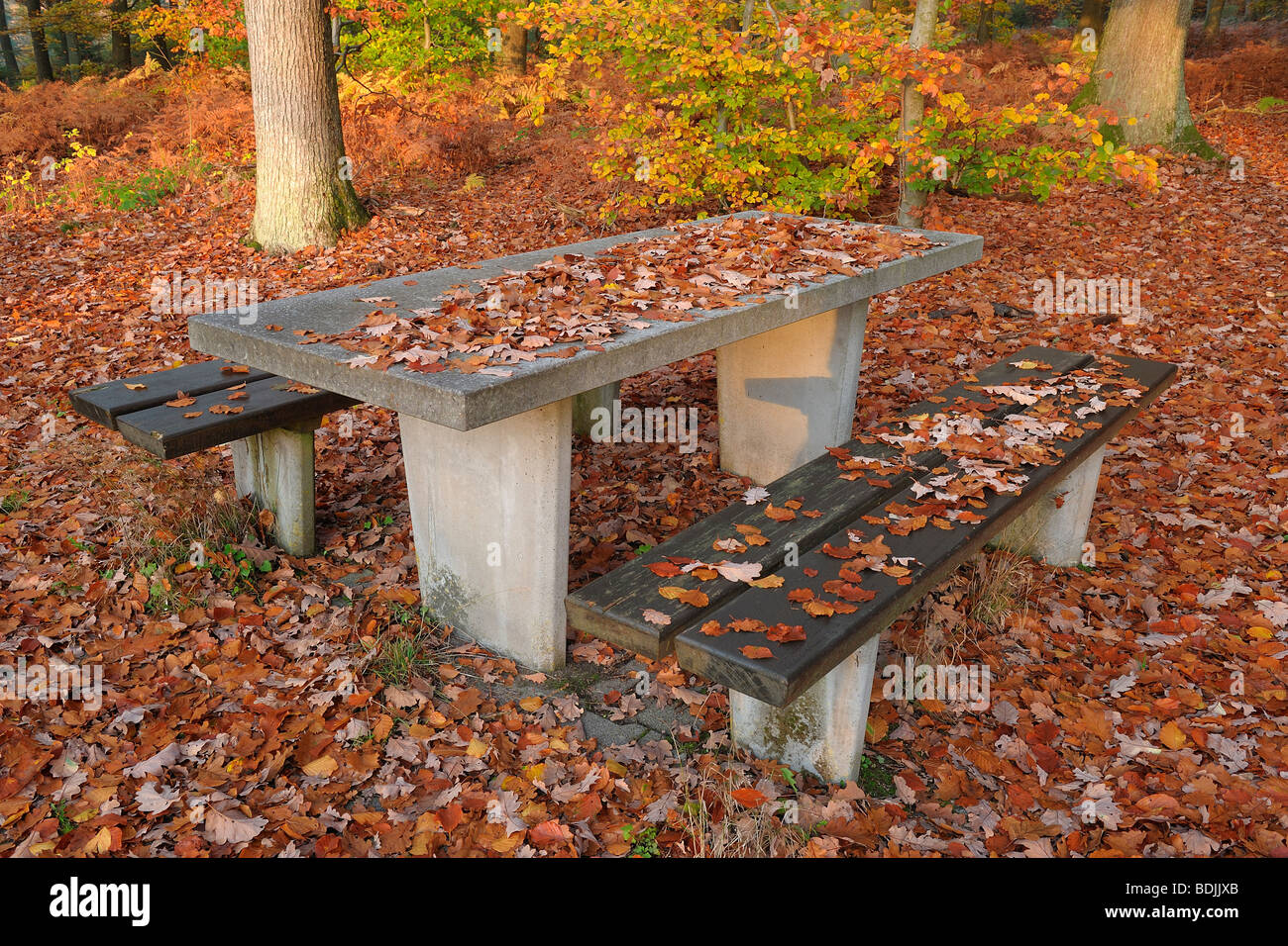 Picnic Table covered in Leaves, Spessart, Bavaria, Germany Stock Photo ...