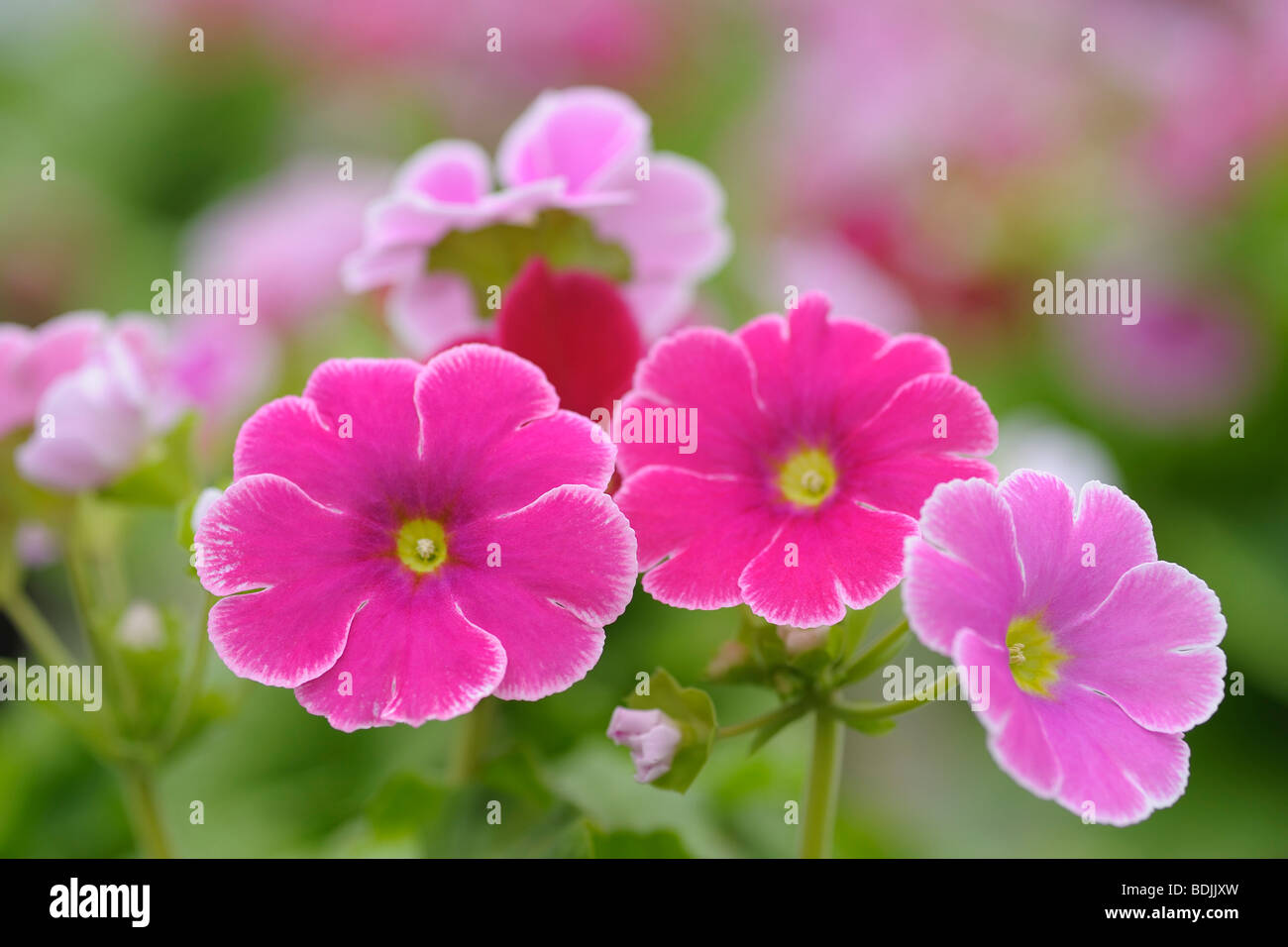 Detailed primrose hi-res stock photography and images - Alamy