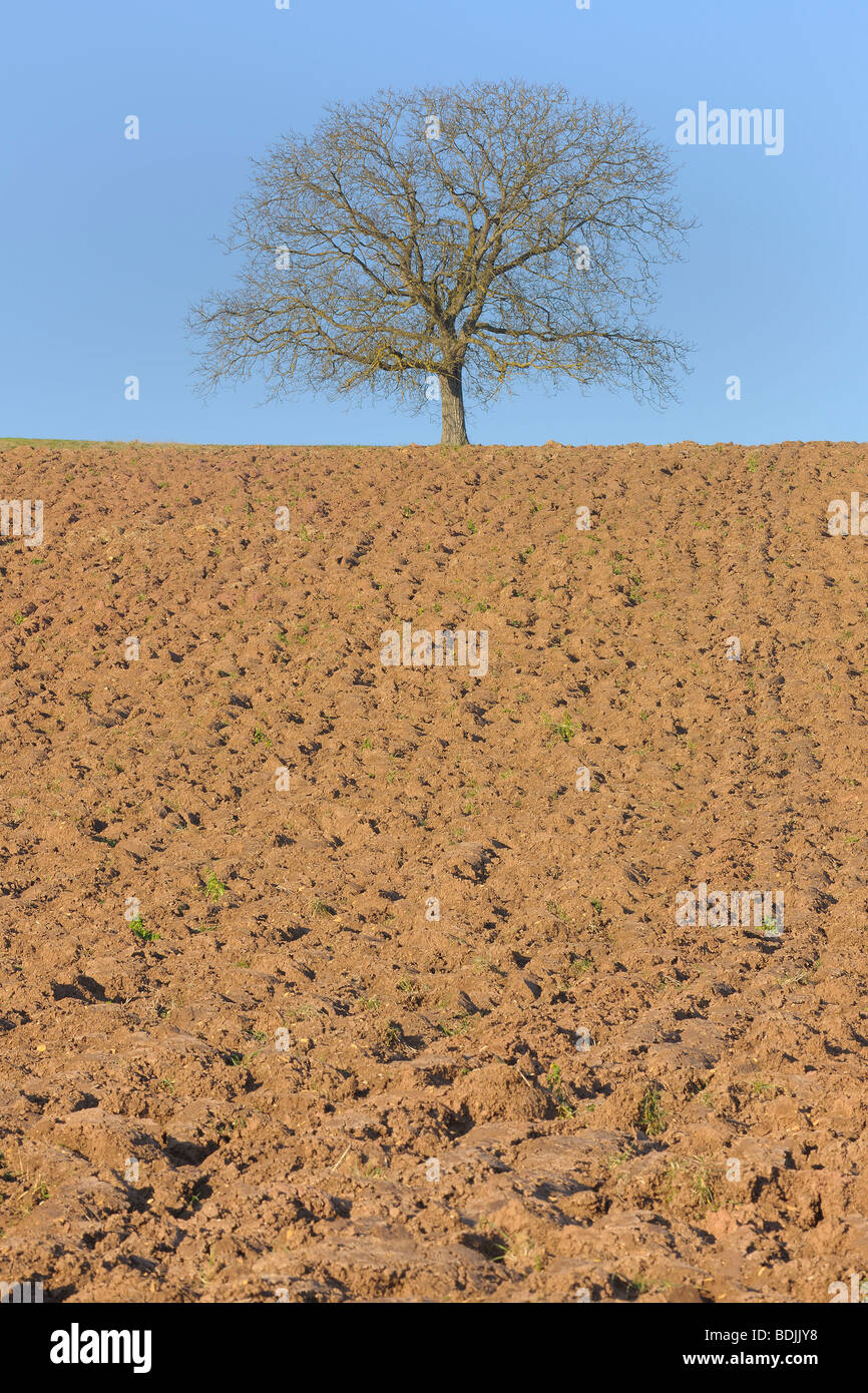 Walnut Tree, Spessart, Bavaria, Germany Stock Photo - Alamy