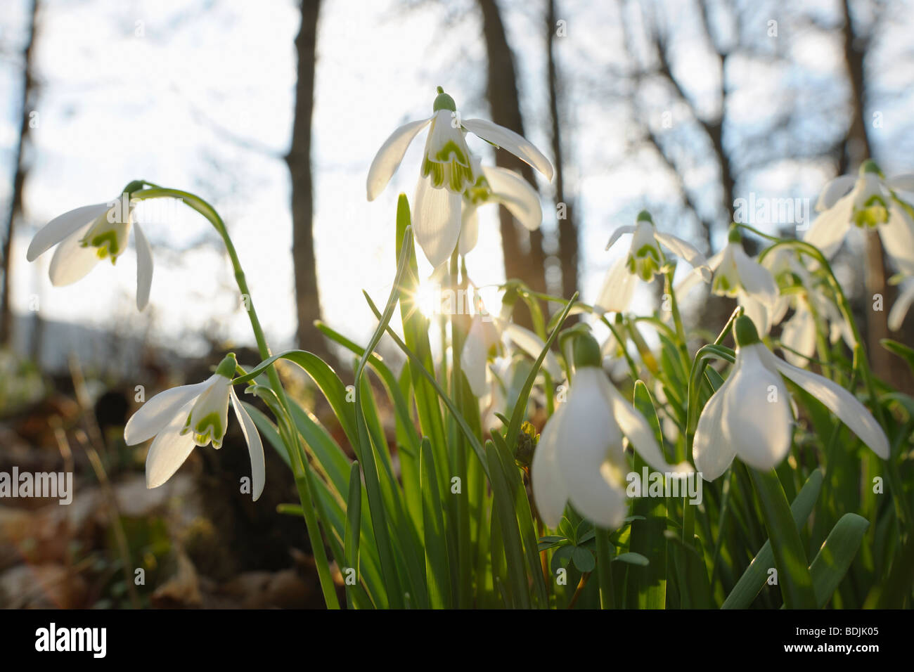 Back lit snowdrop hi-res stock photography and images - Alamy