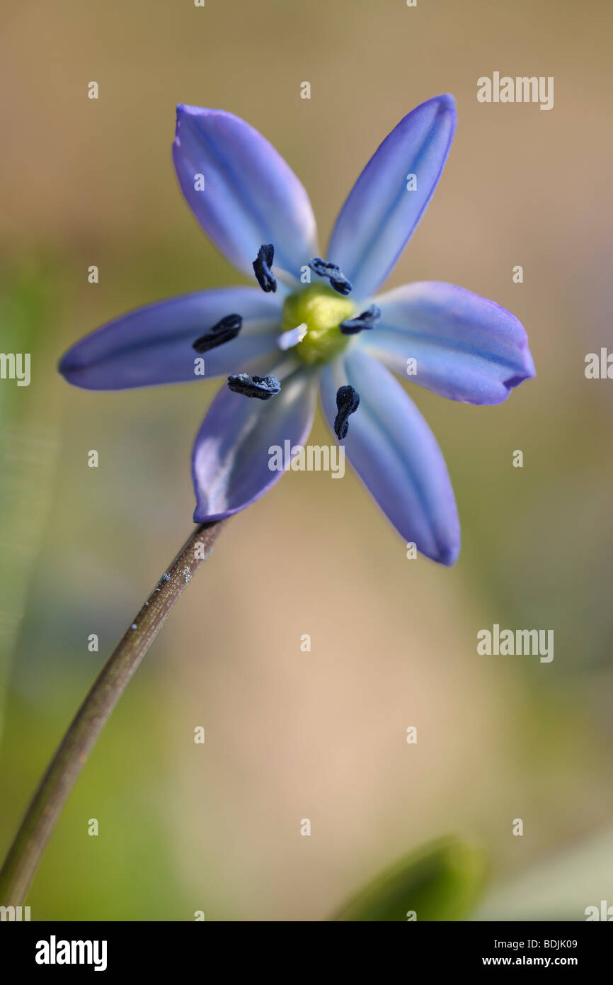 Close-up of Bluebell Stock Photo - Alamy