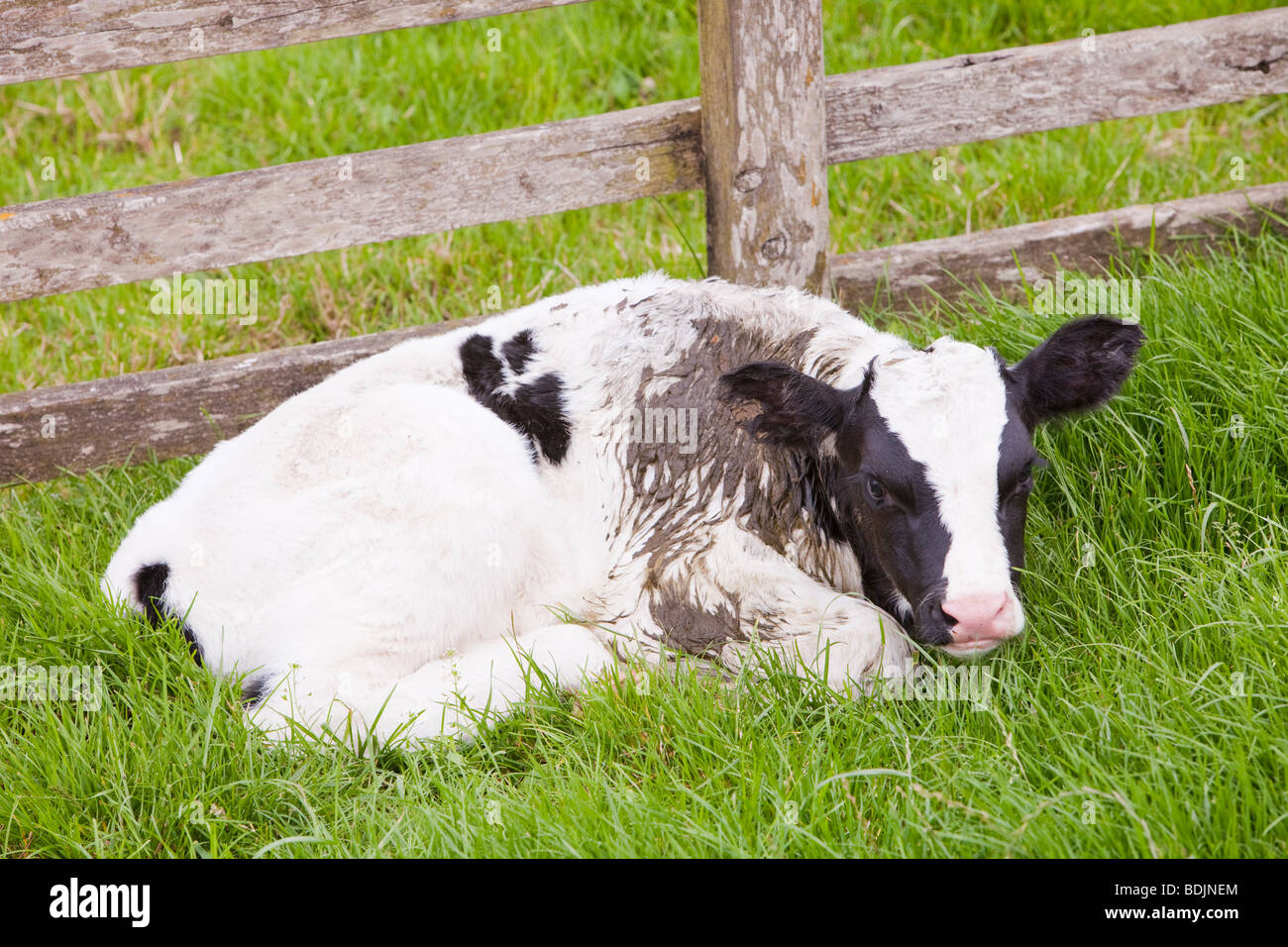 A new born calf Stock Photo - Alamy