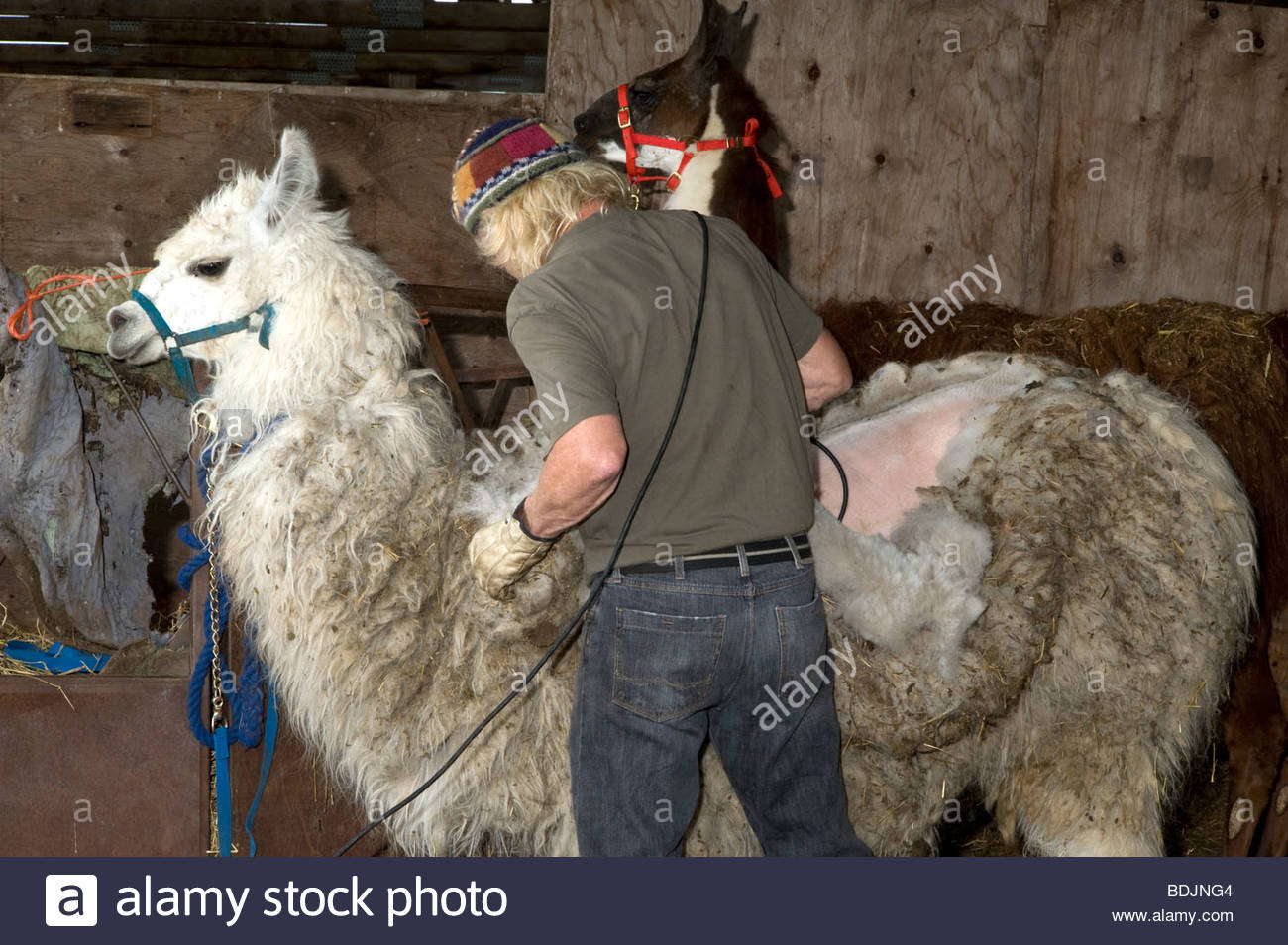 Llama Wool Stock Photos & Llama Wool Stock Images - Alamy