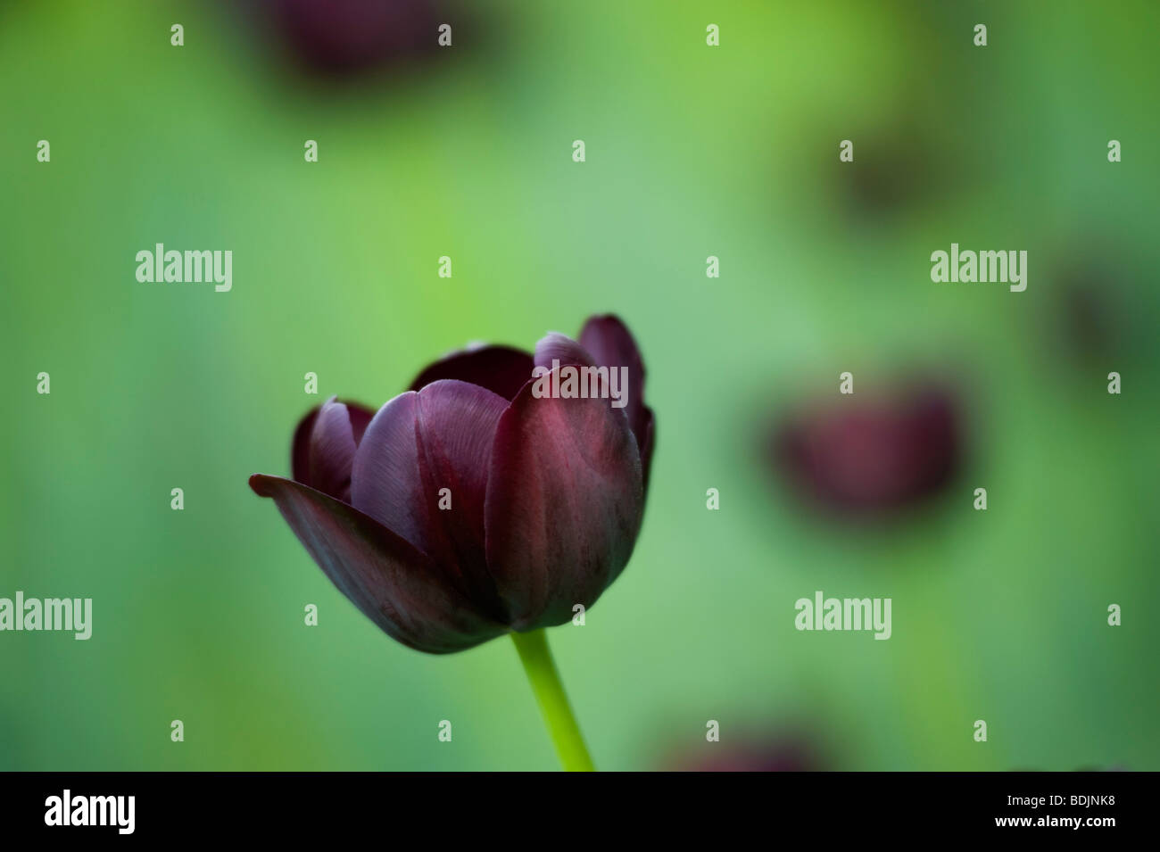 Close-up of Queen of Night Tulip Stock Photo - Alamy