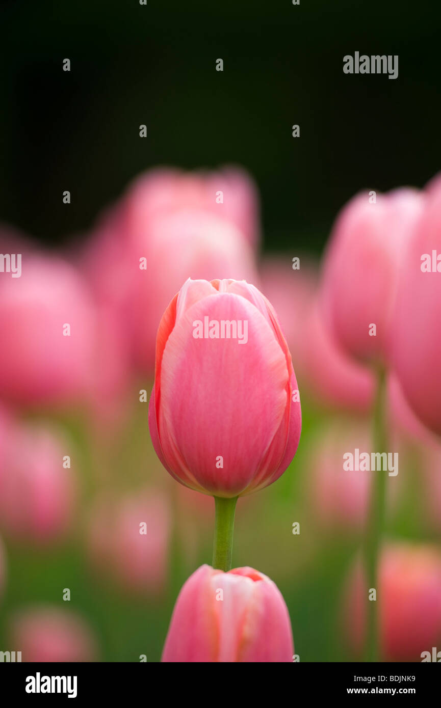 Tulip menton hi-res stock photography and images - Alamy