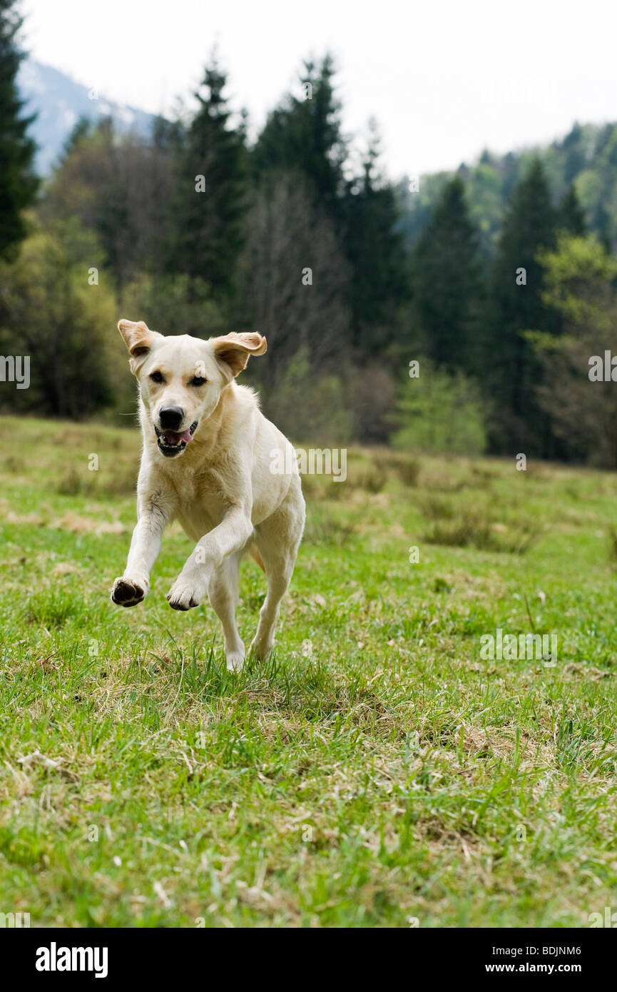 Golden Retriever Running in Field Stock Photo - Alamy