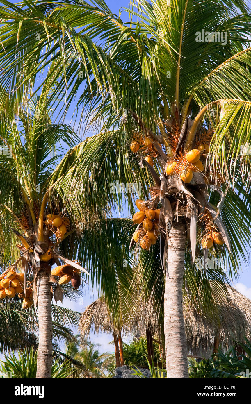Tropical sunny carribean beach with palm trees hi-res stock photography ...