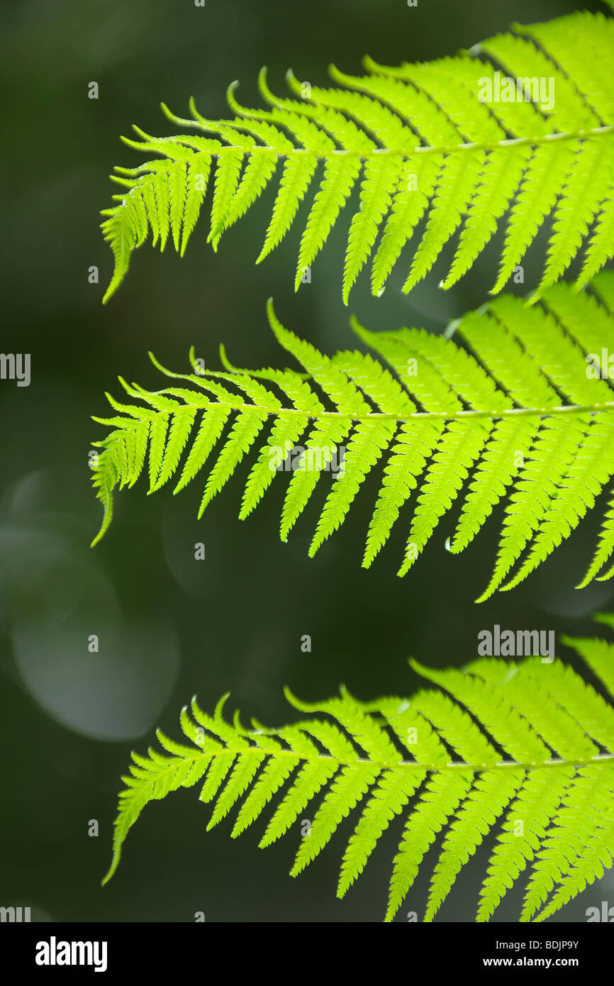 Air fern images hi-res stock photography and images - Alamy