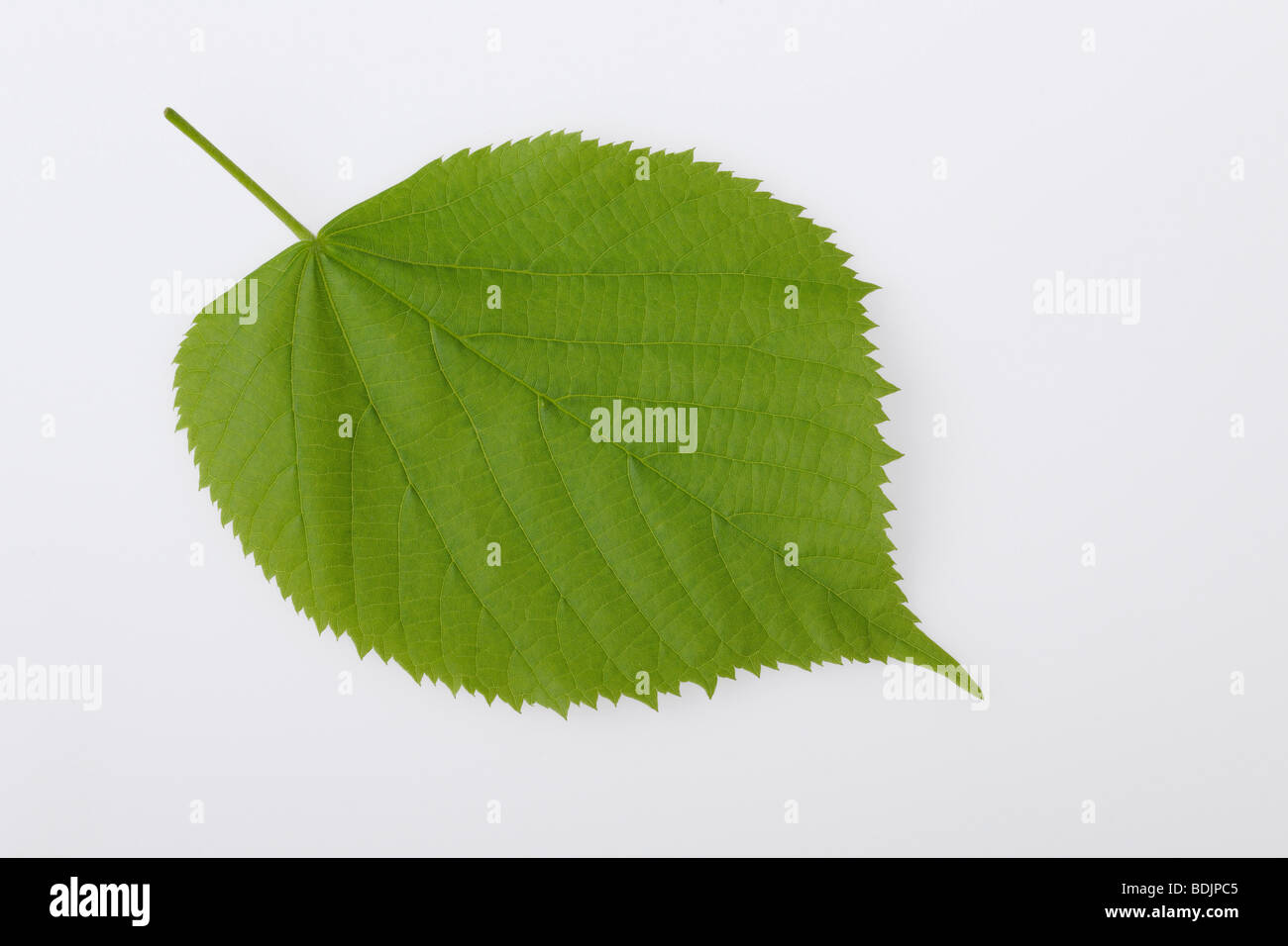 Lime Tree Leaf on White Background Stock Photo - Alamy