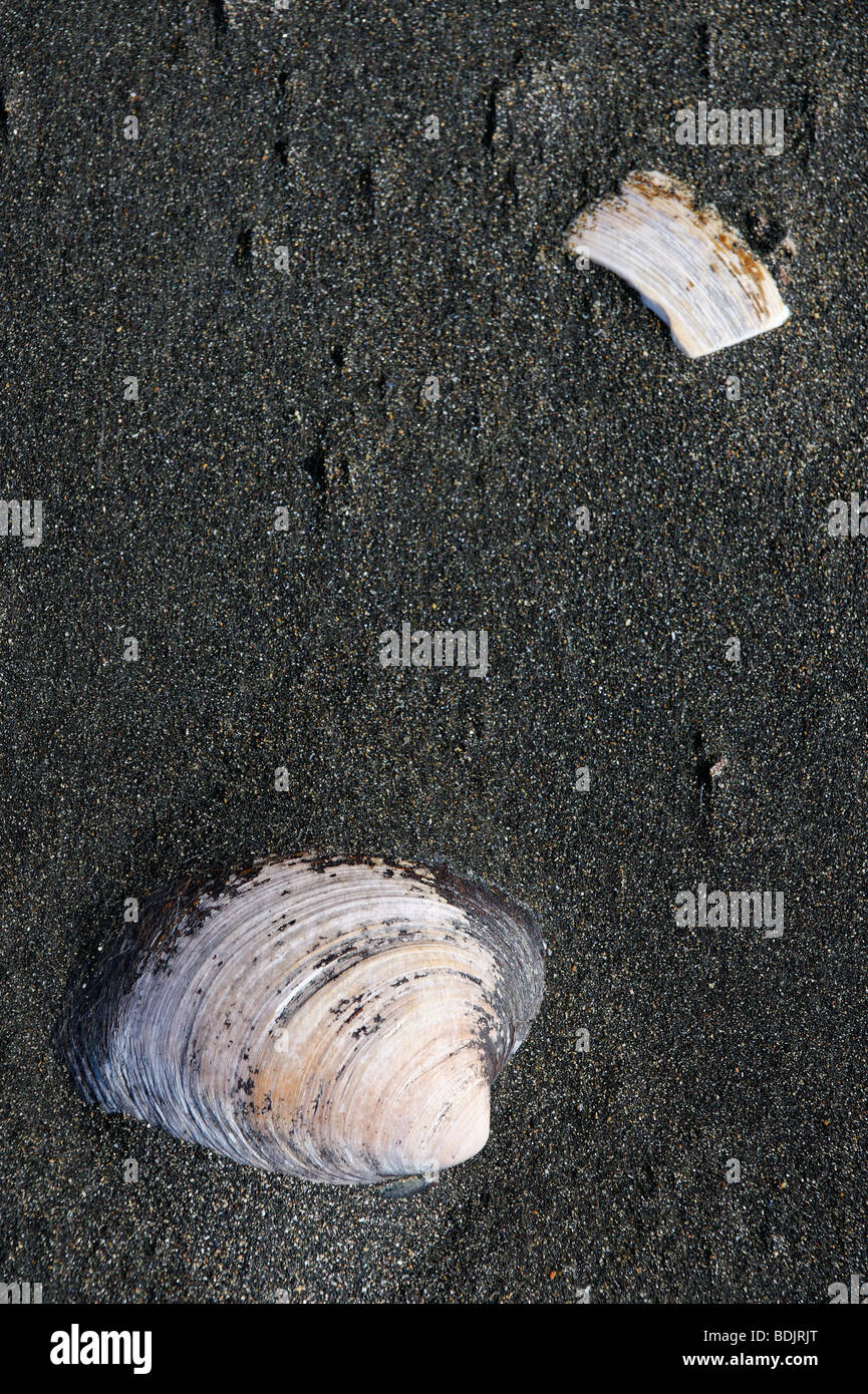 Shells on beach near Olafsvik, north coast of Snaefellsnes Peninsula ...