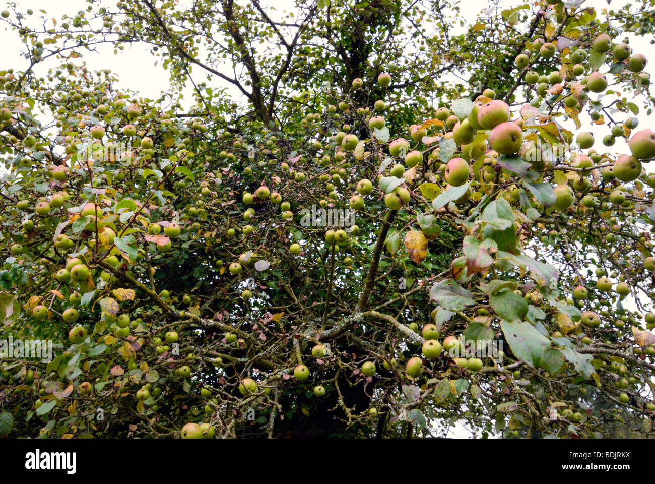 A large number of apples on a tree growing in the wild Stock Photo - Alamy