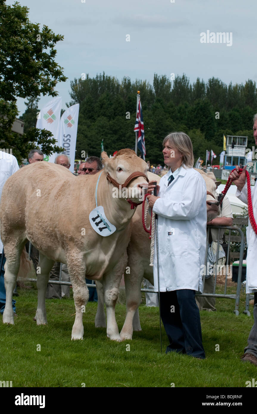 British Blonde heifer at Burwarton Show Shropshire Stock Photo - Alamy