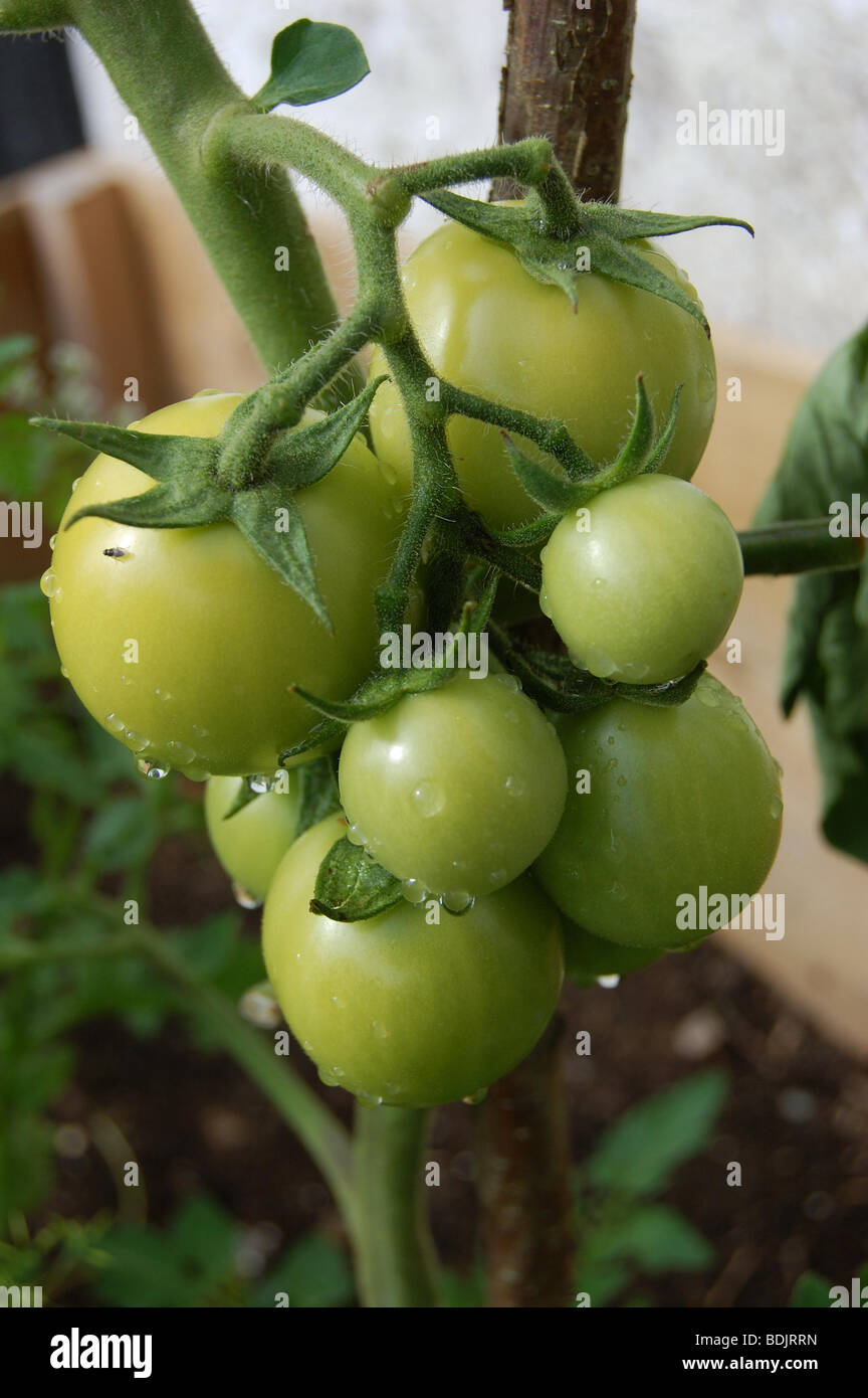 Green tomato relish hi-res stock photography and images - Alamy