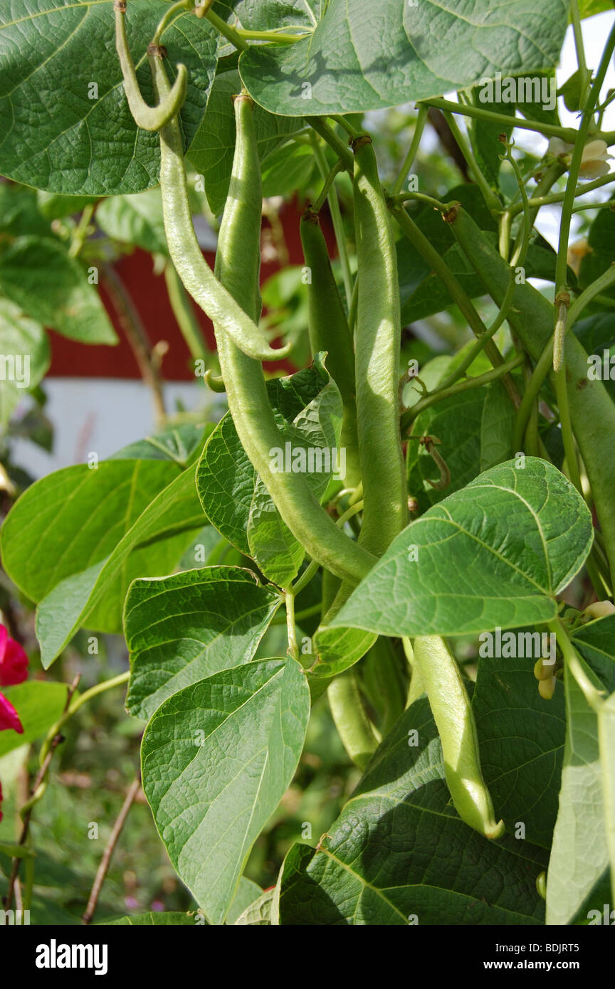 runner beans on a plant Stock Photo - Alamy