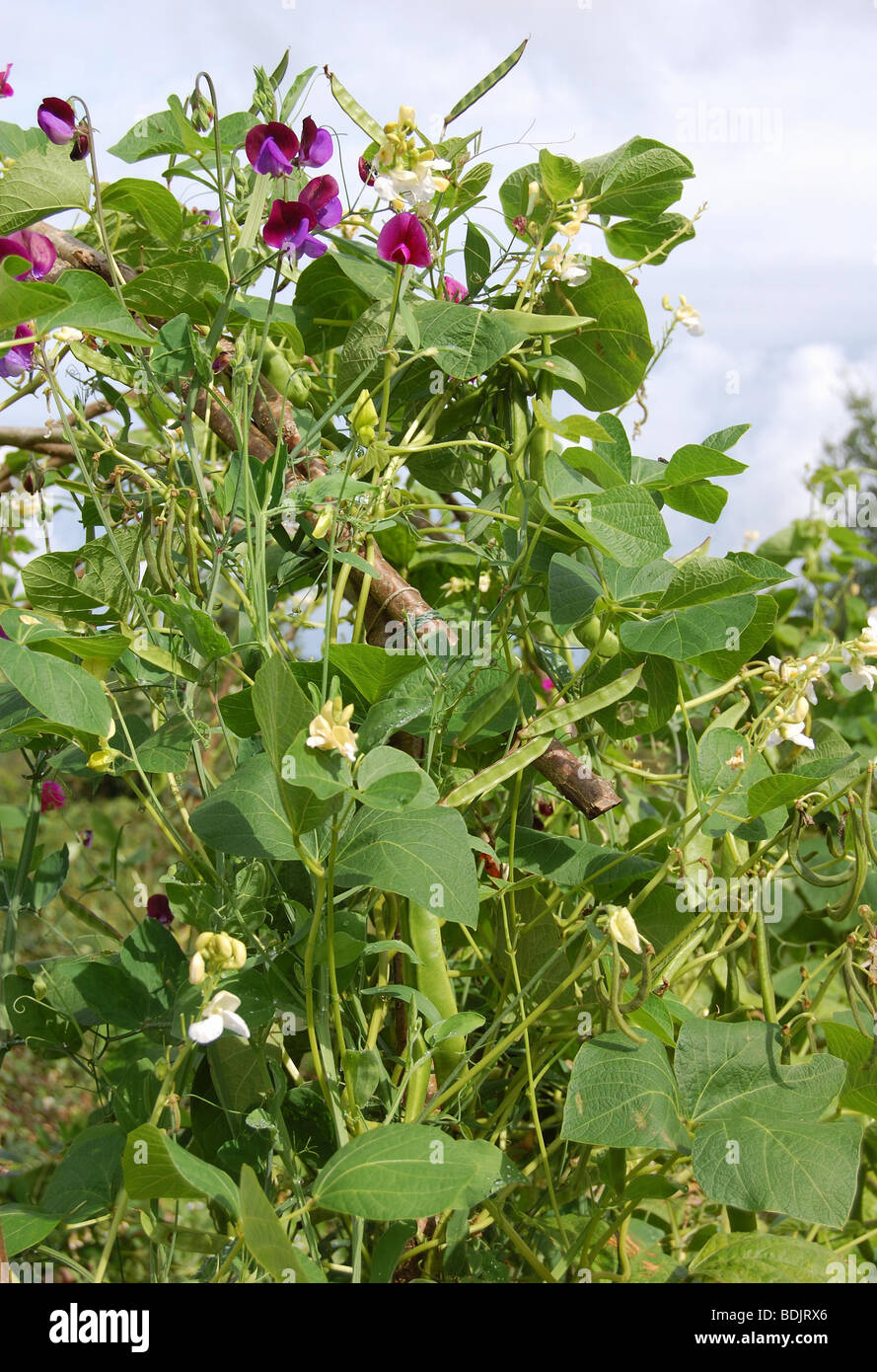 sweet peas and runner beans Stock Photo - Alamy
