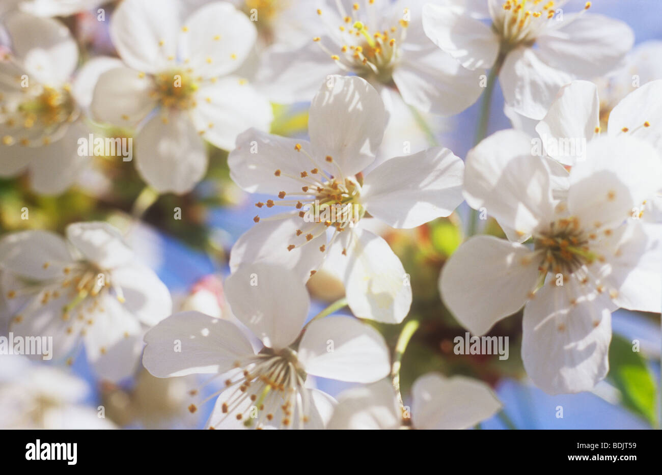 09185 Detail of white blossoms of Wild Cherry or Prunus avium tree ...