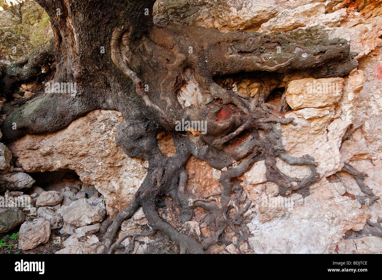 Terebinth tree hi-res stock photography and images - Alamy