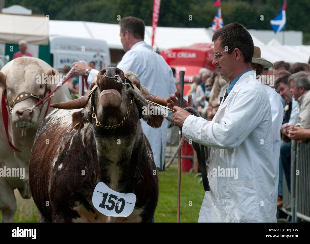 Longhorn bull at Burwarton Show Shropshire England Stock Photo - Alamy