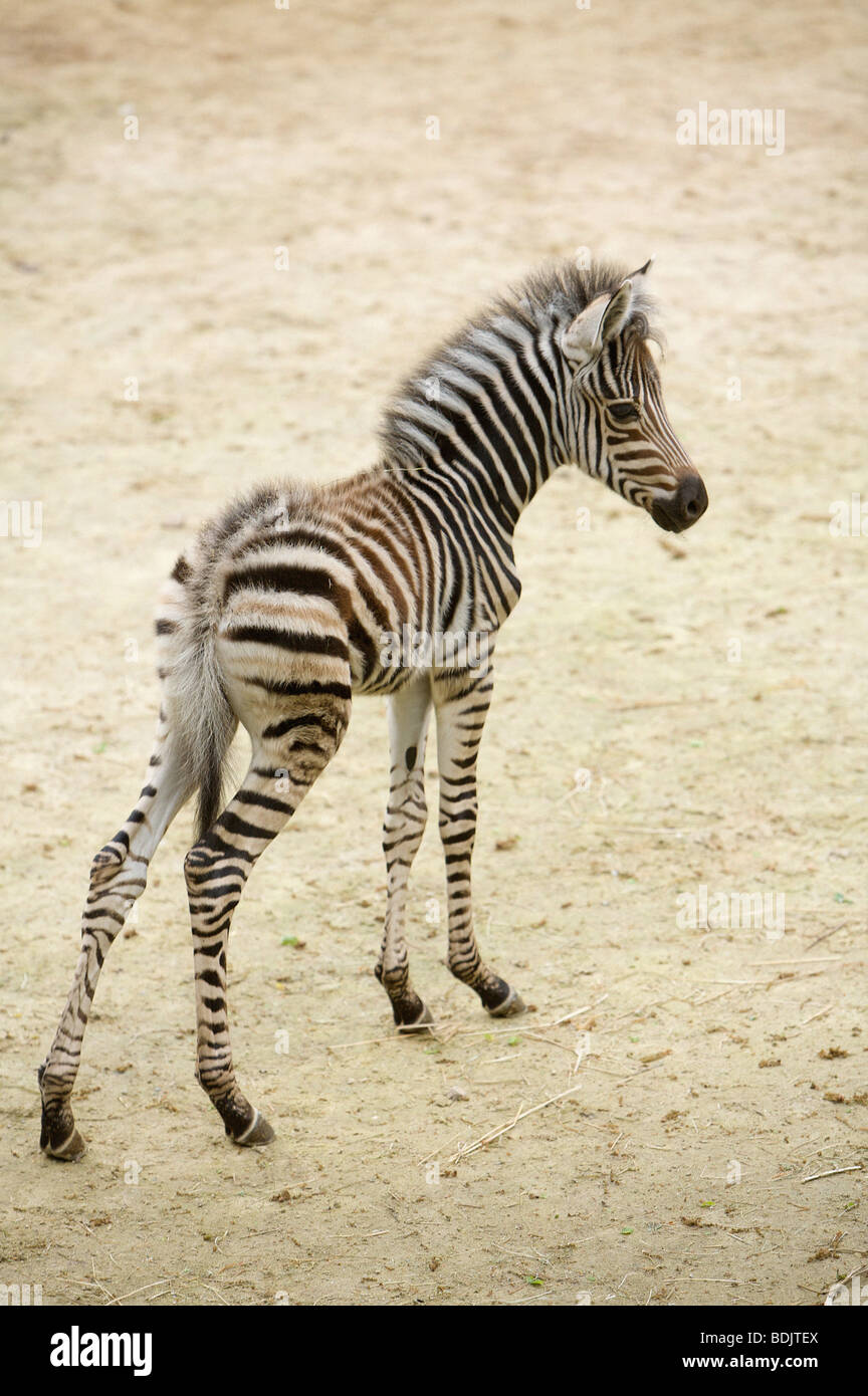 Chapman's Zebra - foal - standing / Equus quagga chapmani Stock Photo ...