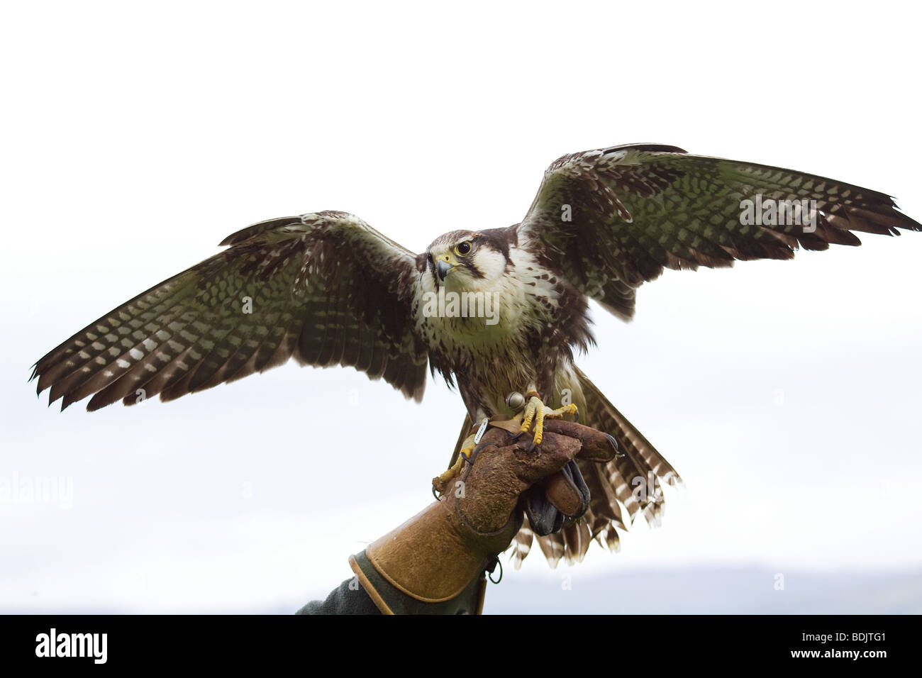 Falcon on human hand hi-res stock photography and images - Alamy