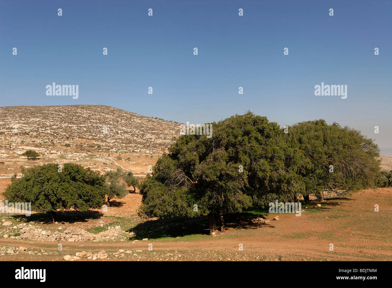 Samaria, Kermes Oaks (Quercus Calliprinos) in Yanun Stock Photo - Alamy